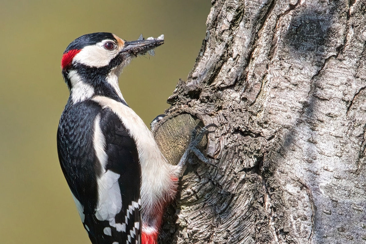 Forager Picks - British Garden Birds To Spot In Spring